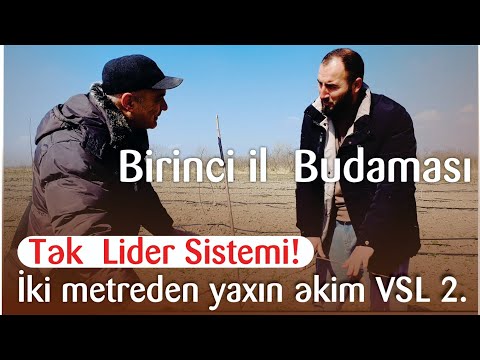 Birinci İl Gilas Budaması Tək Lider Sistemi VSL-2.