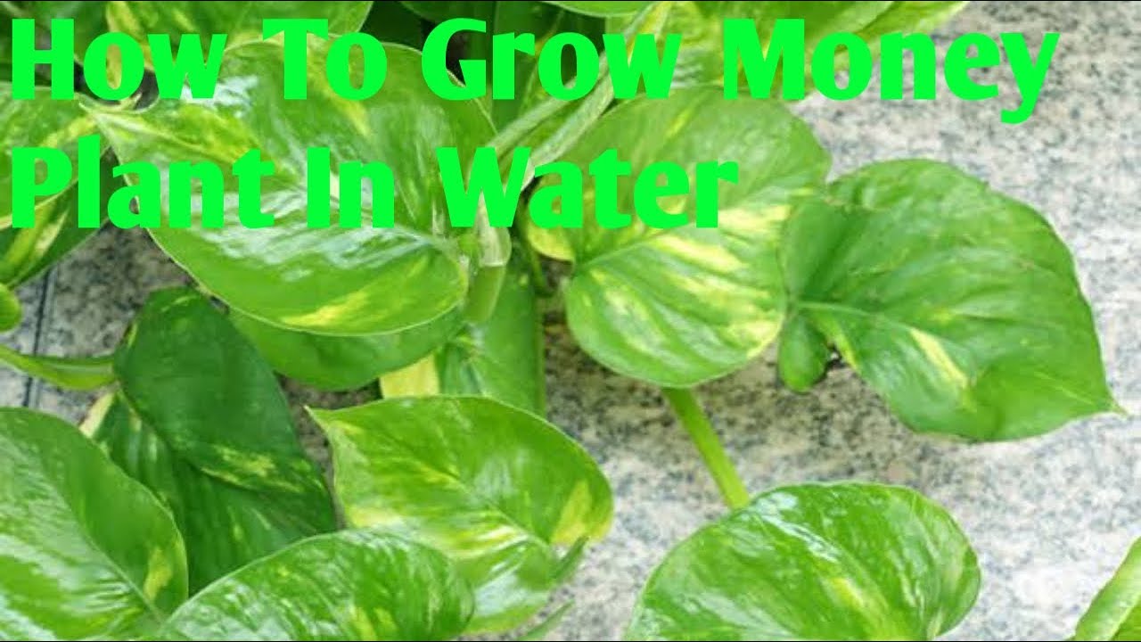 How to grow money plant from cutting|Money plant at home|Money plant in ...