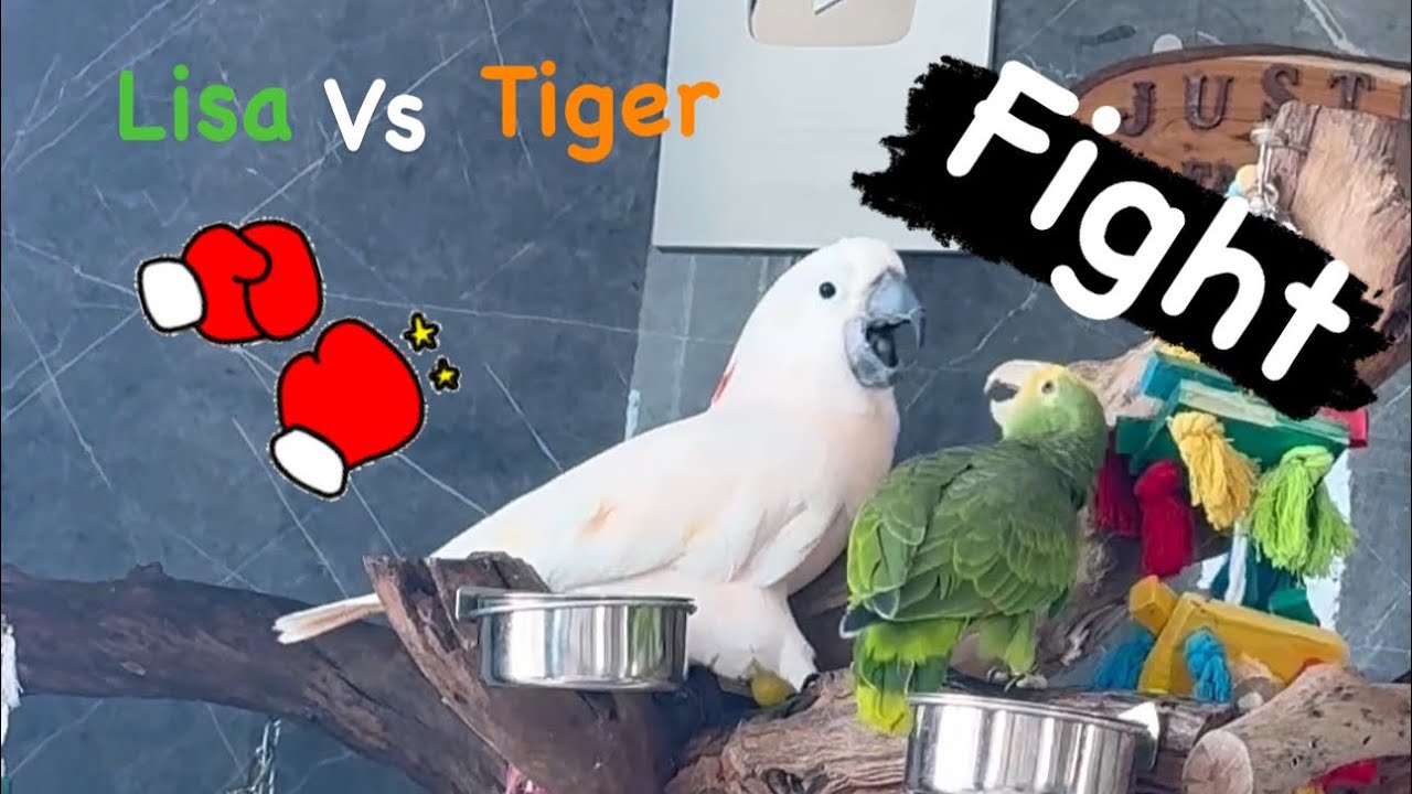Lisa🦜 vs tiger 🐅 @justinfamilychannel #justin #tiger #lisa - YouTube