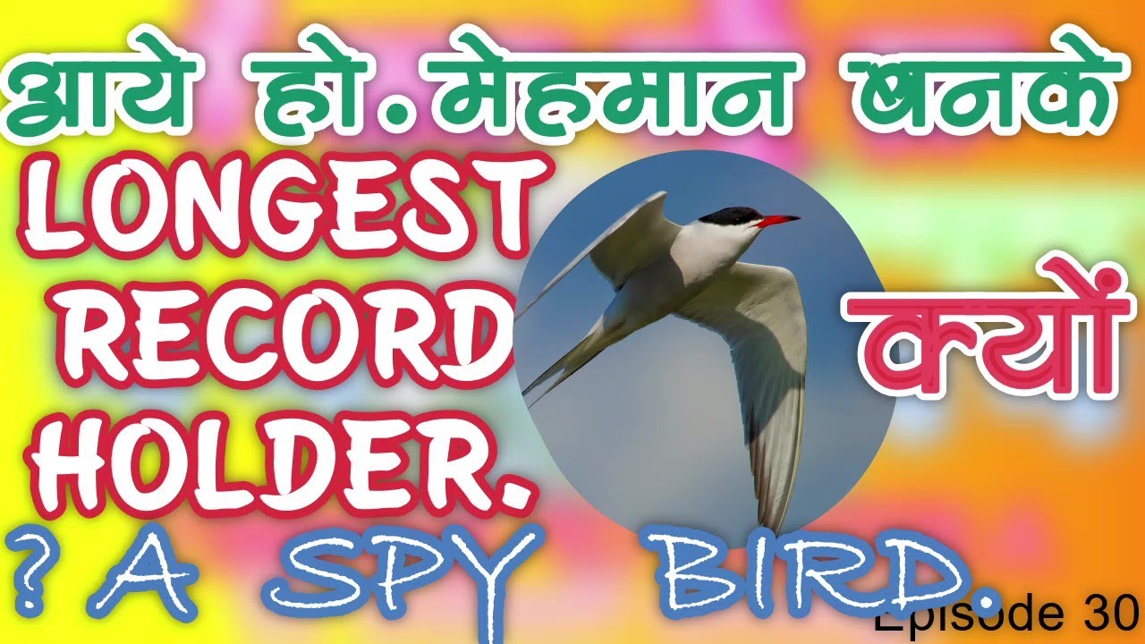 STORy of bird ? SPY: Why do they come.Bird Point Magazine. - YouTube