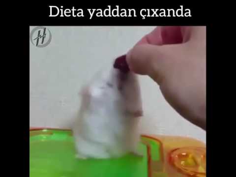 Siçan prikol dieta yaddan çıxanda