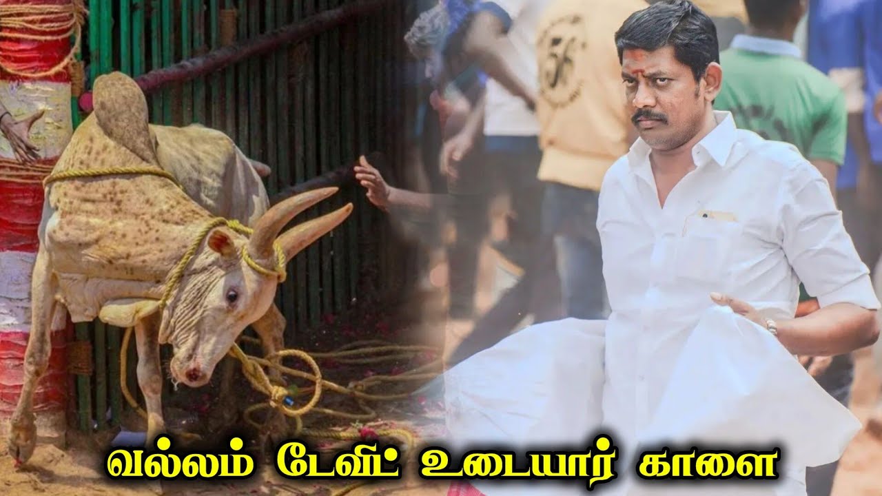 வல்லம் டேவிட் உடையார் காளை | Thanjai Jallikattu King Vallam David ...