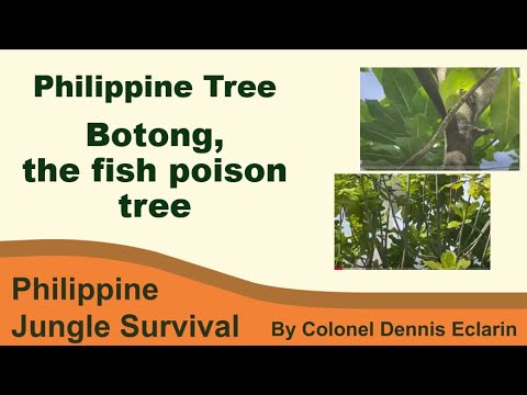 Botong, the fish poison tree (Philippine Plants, Philippine Trees ...