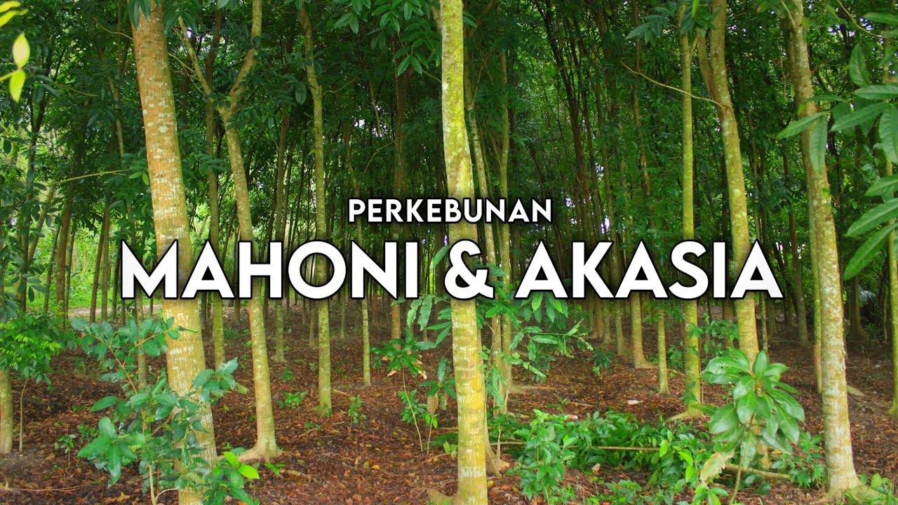 Mengintip Perkebunan MAHONI & AKASIA Milik NC FARM ‼️ - YouTube