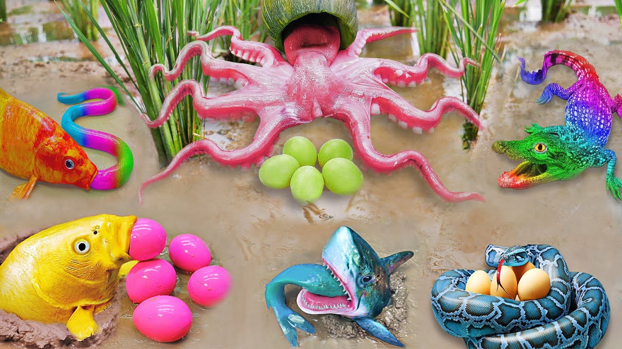 Unbelievable Catching Of Fancy Ornamental Catfish PingPong Pearlscale ...