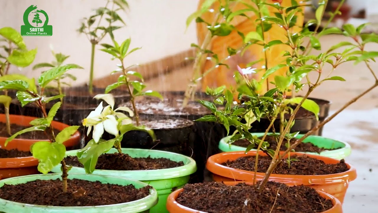Santhi Online Plants - Buy plants online | Santhi nursery plants ...