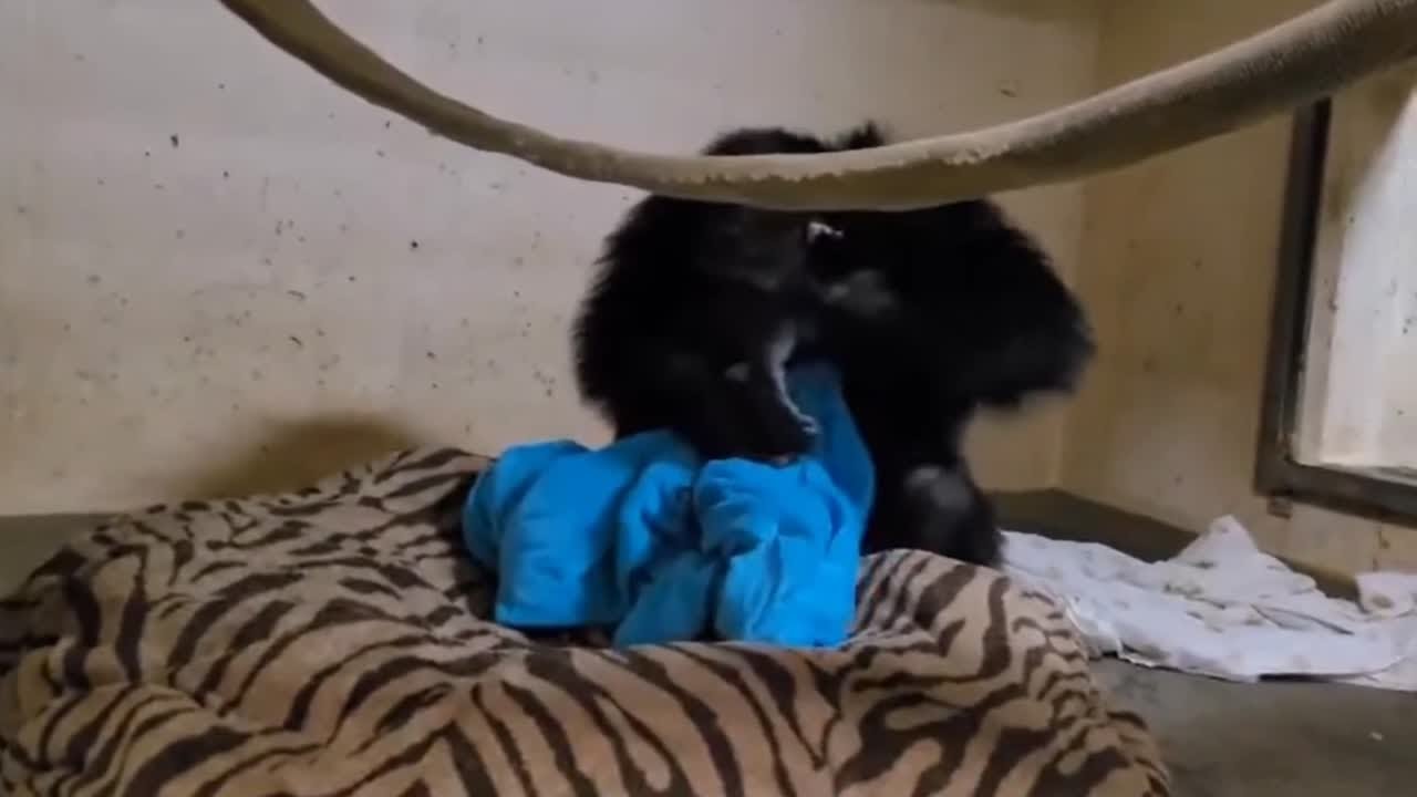 Sedgwick Zoo: Baby chimpanzee and mom doing amazing - YouTube