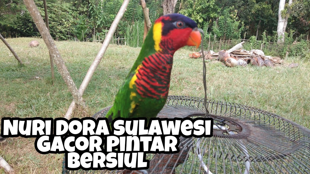 NURI DORA SULAWESI GACOR PINTAR BERSIUL - YouTube