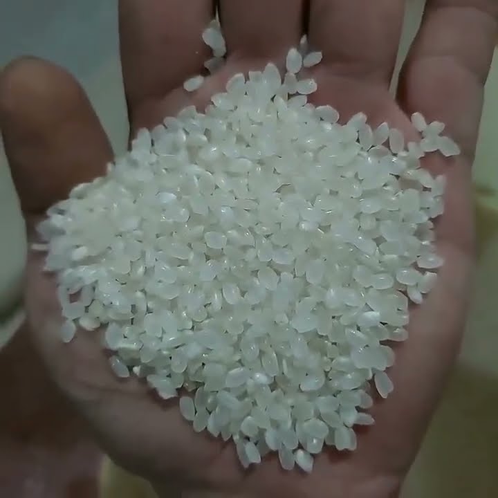 🌾🌾🌾𝗝𝗔𝗣𝗢𝗡𝗜𝗖𝗔 𝗥𝗜𝗖𝗘 - GOLDEN CALF BRAND🌾🌾🌾 - YouTube