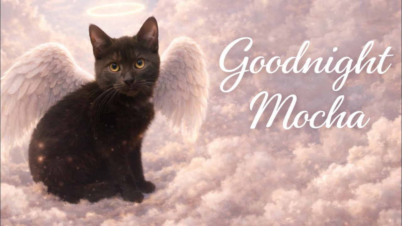 Tribute to MOCHA so sorry we couldn’t save you! - YouTube