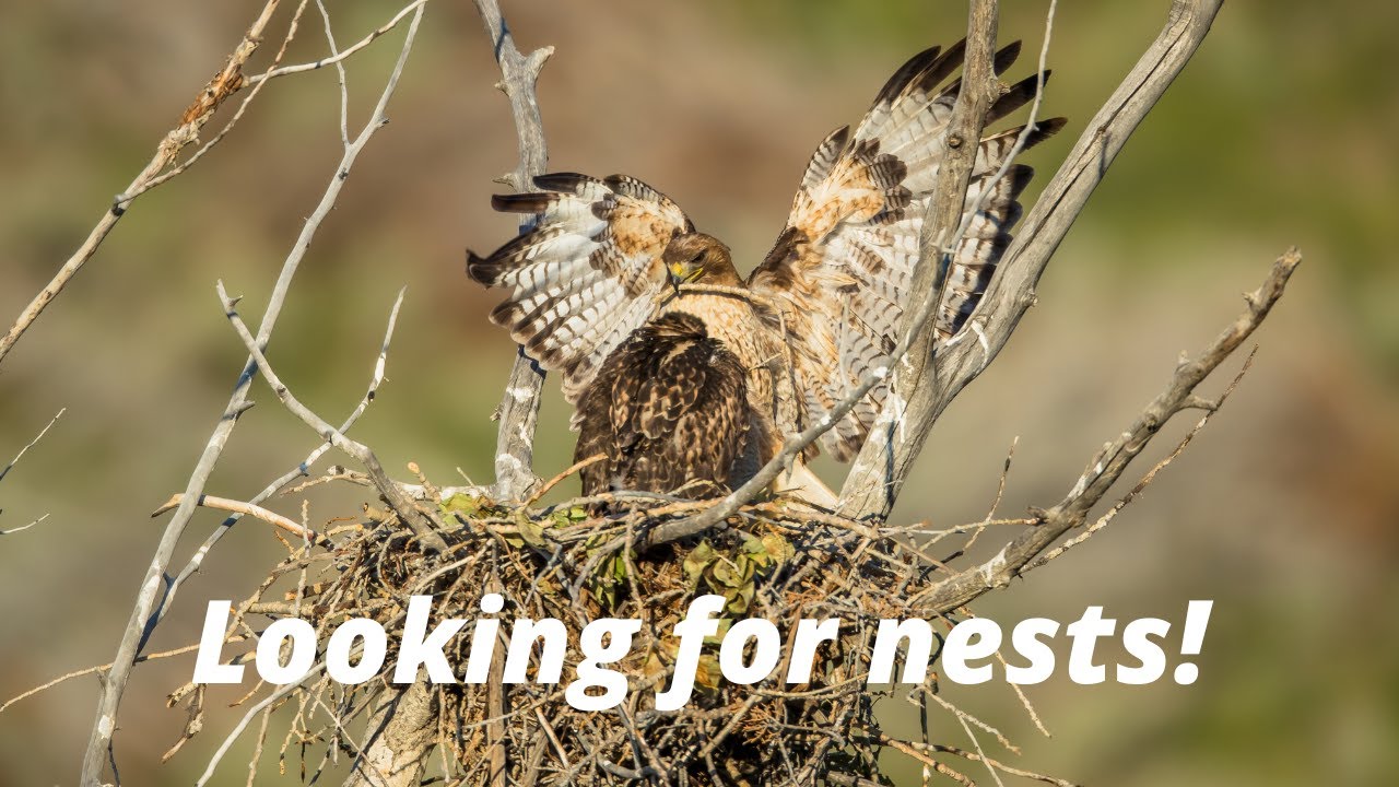 WILDLIFE PHOTOGRAPHY- RED TAILED HAWK NEST - Exploring new areas ...
