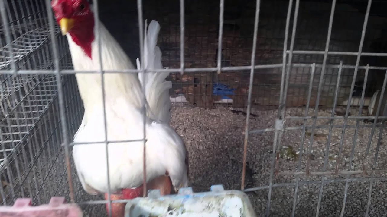 Gallos finos estrellas canelo - YouTube