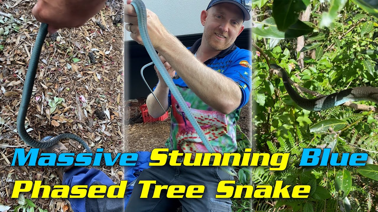Massive Stunning Blue-Phased Tree Snake in Twin Waters 😍 - YouTube