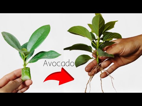 How to propagate Avocados using Alovera to help roots - YouTube