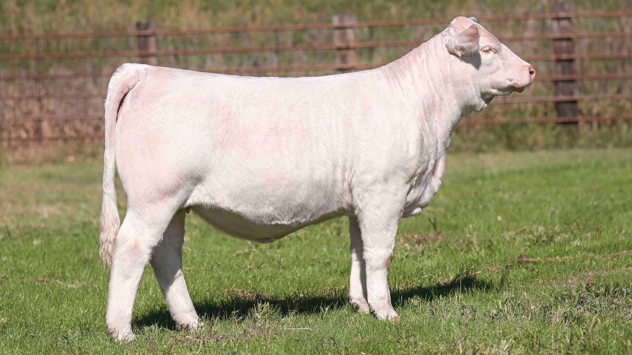 Coudron Charolais: Tag 20 - YouTube