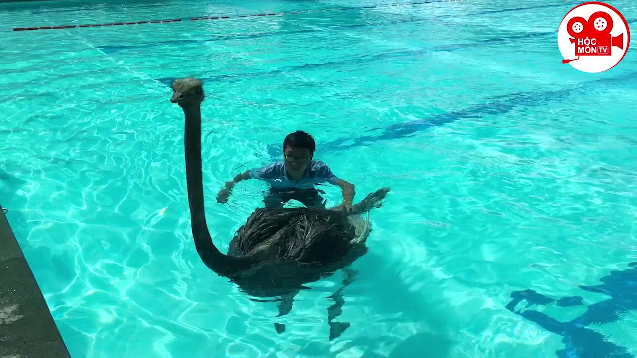 Giải cứu đà điểu - The ostrich was rescued by rescue workers while ...