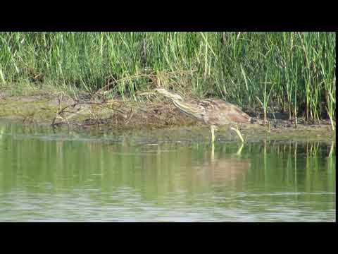American Bittern Posing