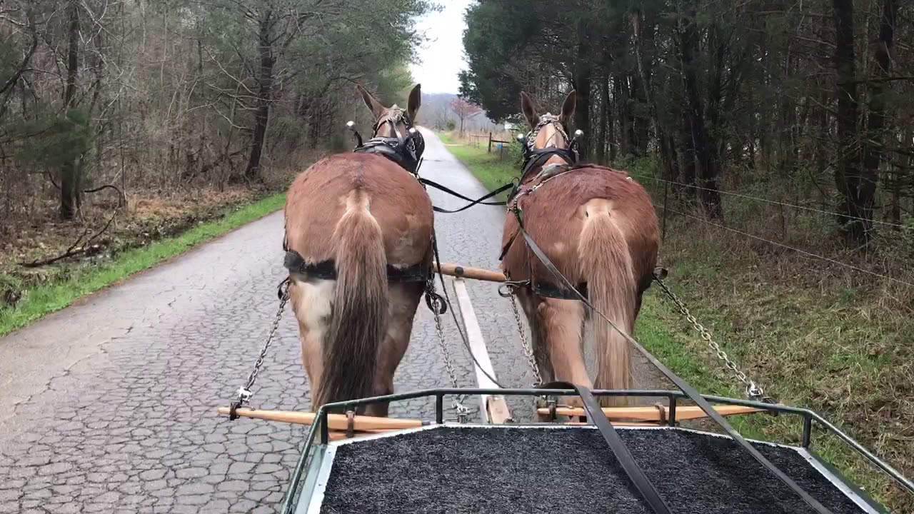 Jack and Jim Belgian mule team for sale. Beginner safe ‼️‼️‼️‼️🇺🇸‼️🇺🇸‼️ ...