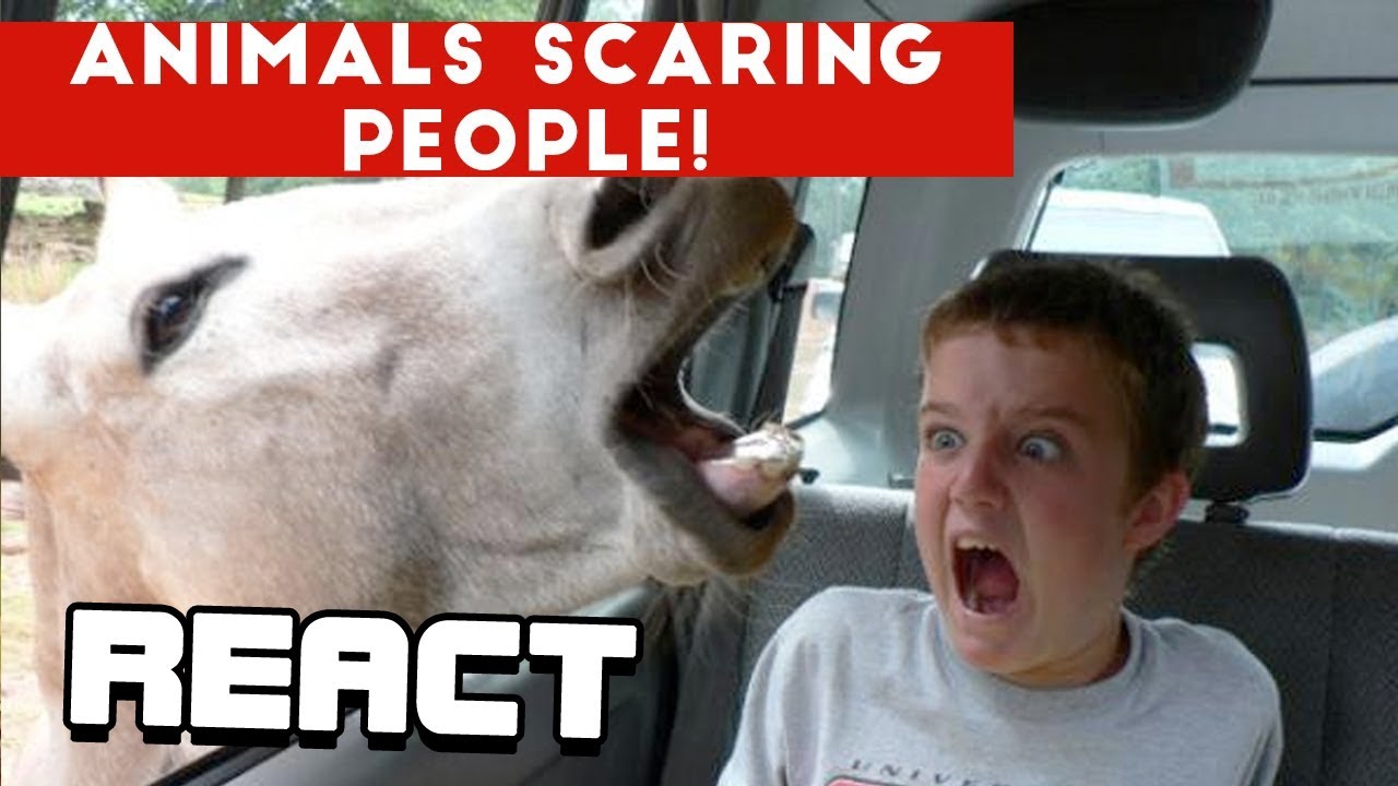 React: Funniest Animals Scaring People Reactions of 2018 Weekly ...
