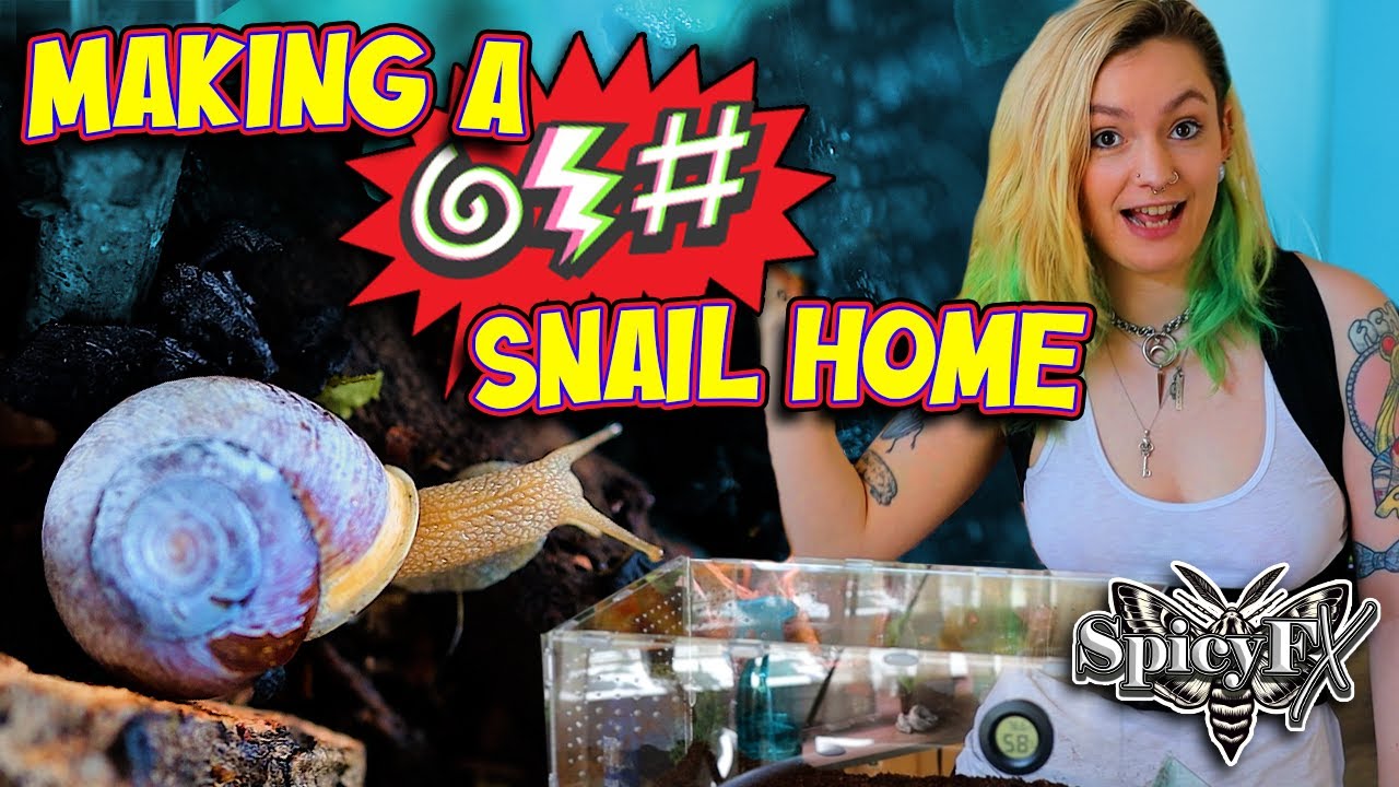 E4 Bugs and Snails: Garden Snail Home Build for Normal People! - YouTube