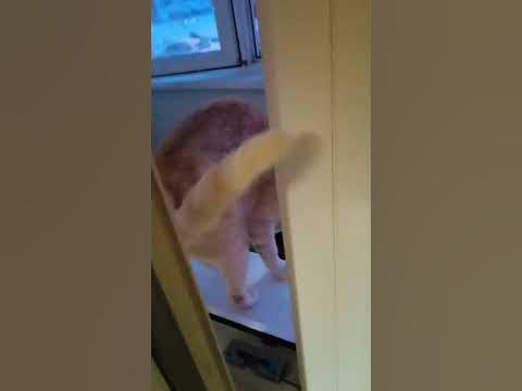 Подышу хоть🐱 - YouTube