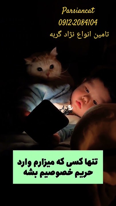 شما هم باهاش موافق هستین ⁉️🐈🐱 پارسیانکت گربهبریتیش گربهفنجونی گربهخانگی گربهپرشین بچه