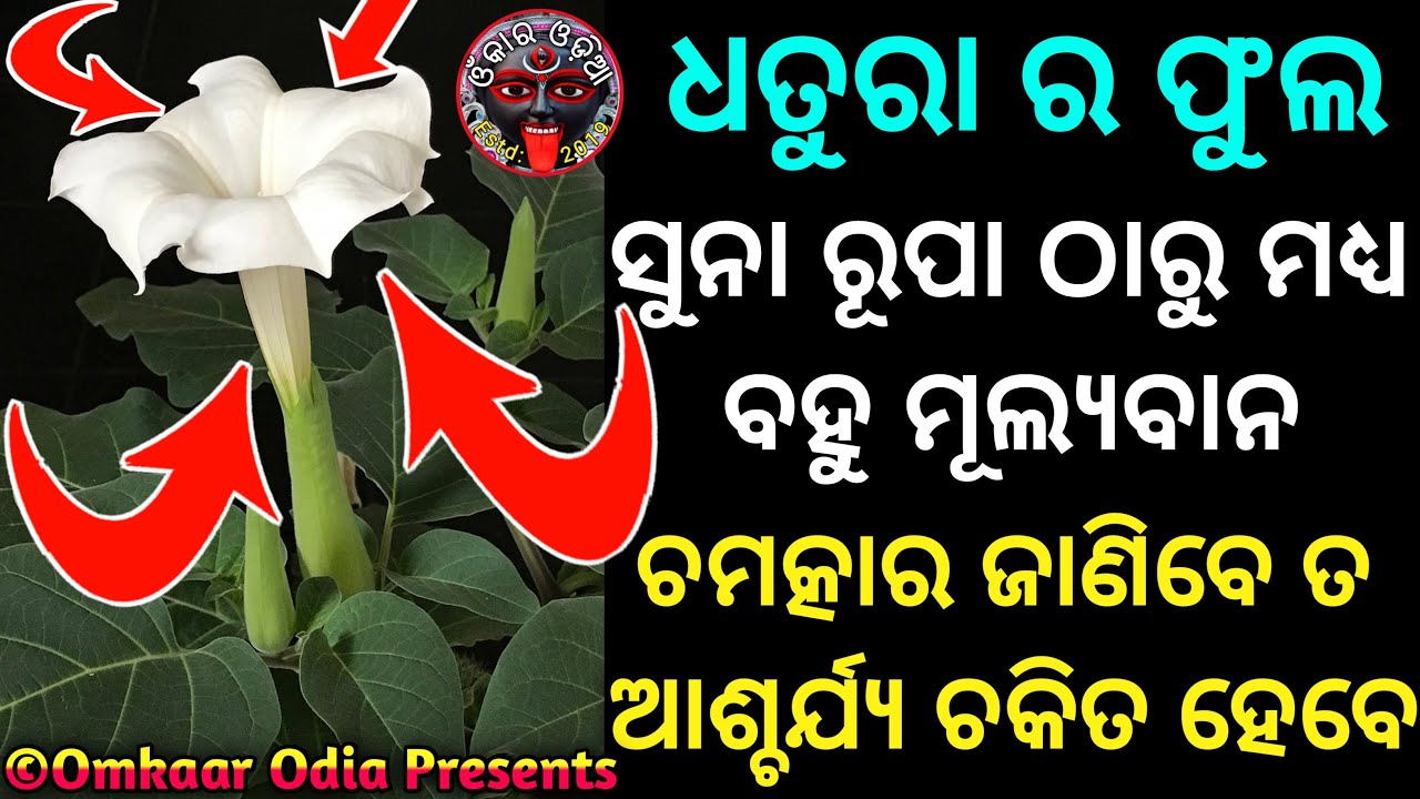 Fast Wish Fulfiller Divine Plant | How To Fulfill Any Wish | Job ...