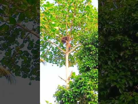 cara memanjat pohon berduri yg tinggi Bira Bira - YouTube