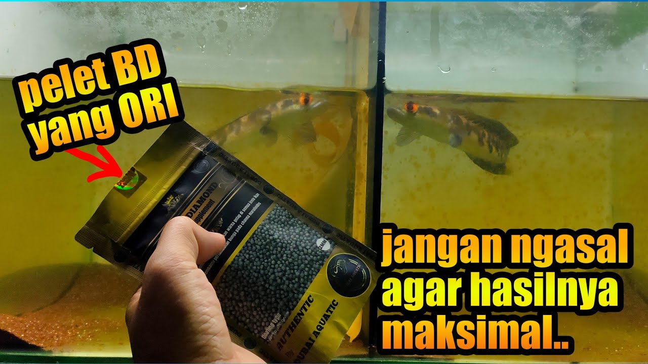 Penggunaan pelet berlian hitam - YouTube