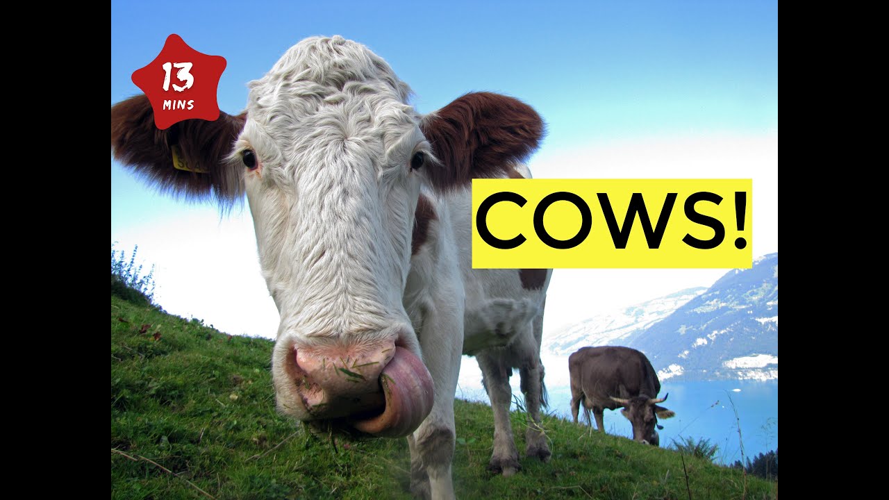 Cow in Farm (Kids) - YouTube