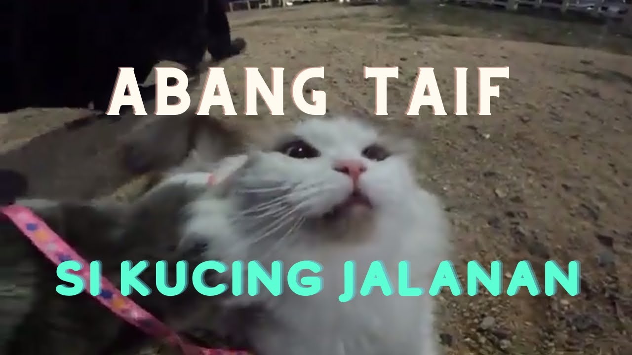 Dari kucing jalanan menjadi kucing kesayangan - Abang Taif - YouTube