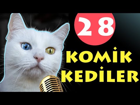 Konuşan Kediler 28 - Komik Kediler - En Komik Kedi Videoları | Pisi Komedi TV