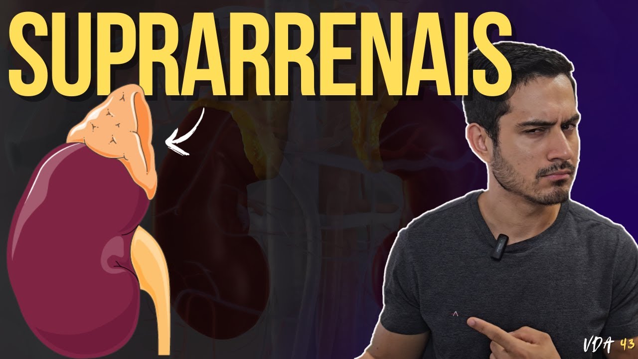 Suprarrenais - Vídeo Aula 43 - YouTube