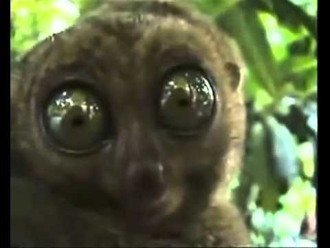 OMG cat meets the Dramatic Lemur‏.mp4 - YouTube
