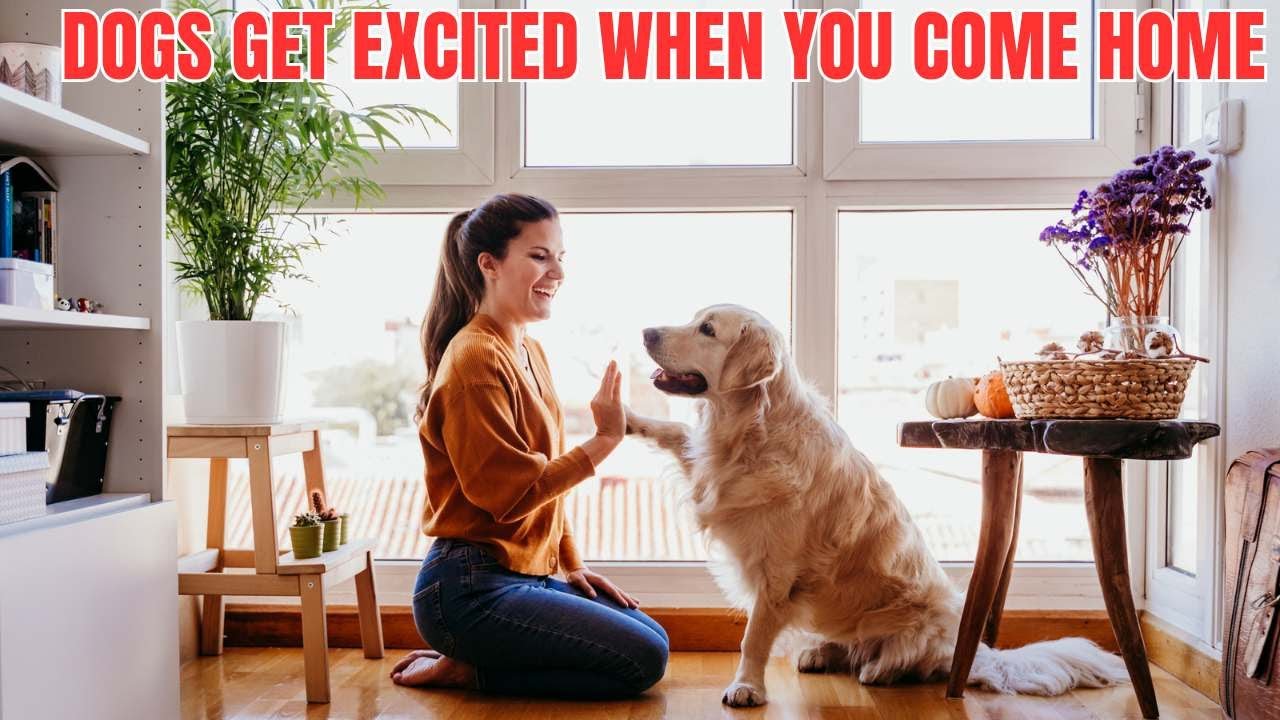 Why do dogs get excited when you come home? - YouTube
