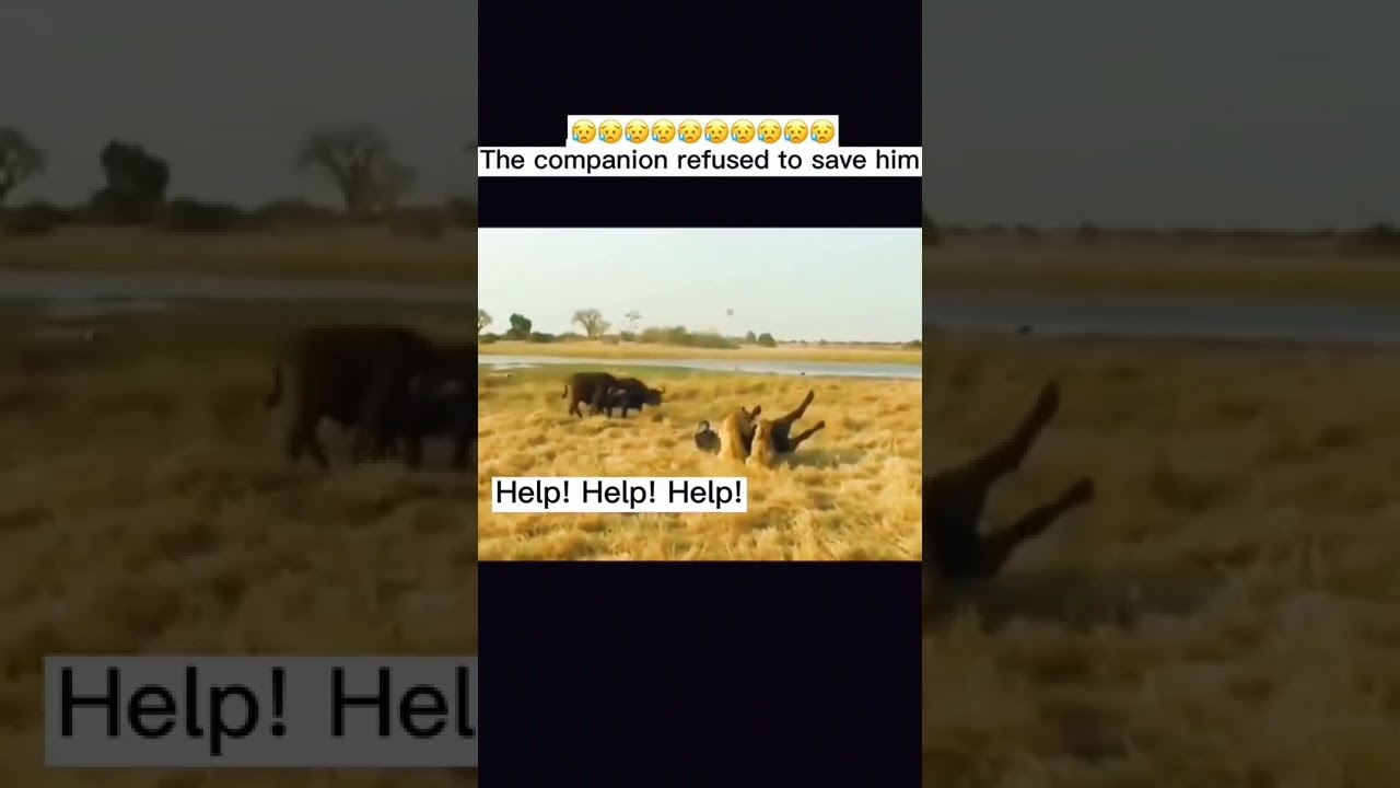 Wild Animals Struggle for Existence - Best Moments of Wild Animals ...