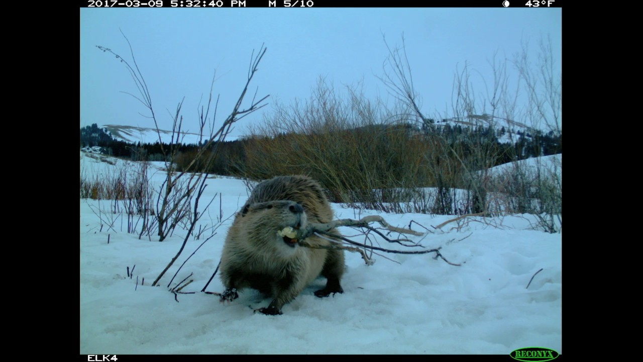 Yellowstone Beaver Activity - March 2017 - YouTube