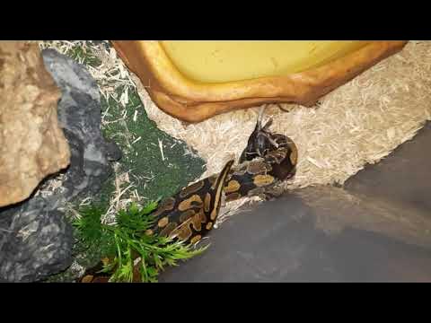 month old ball python eats hopper mice - YouTube