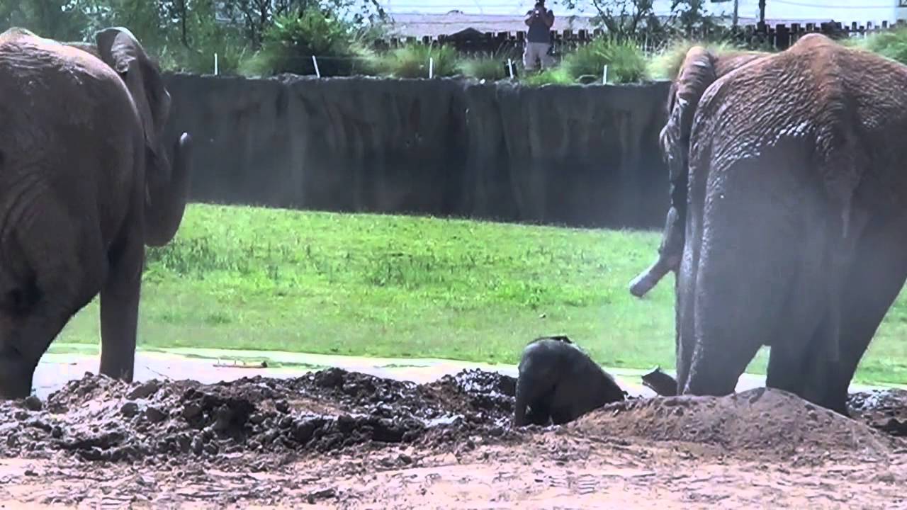 Elephant Baby First Mud Wallow 8-25-14 - YouTube