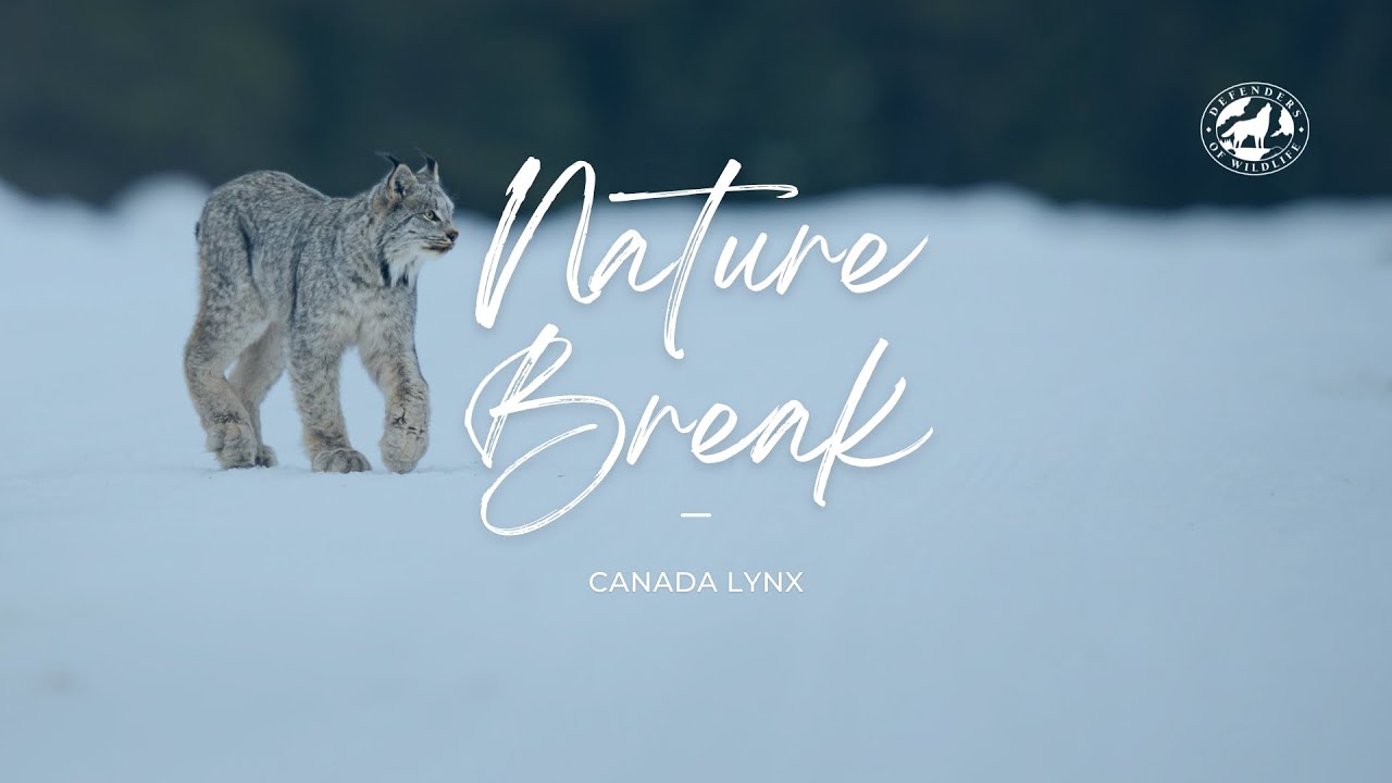 Nature Break: Canada Lynx - YouTube