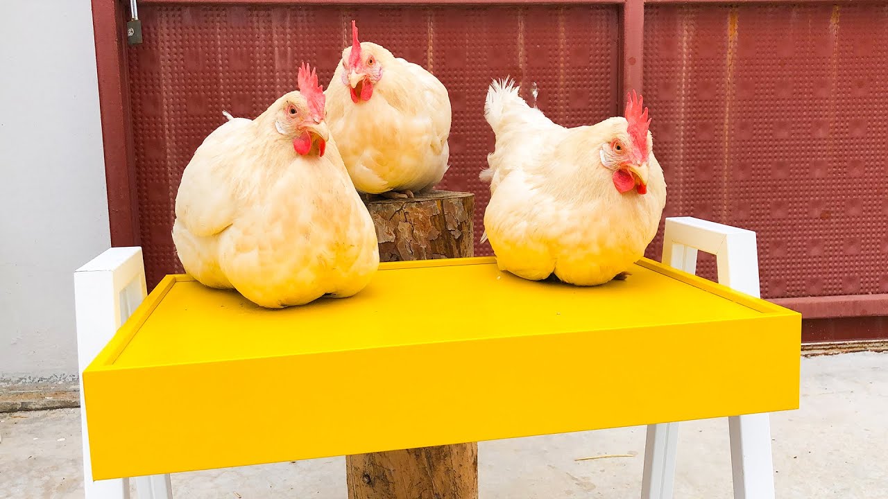 How to Make a Colorful Dining and Rest Area for Chickens - YouTube