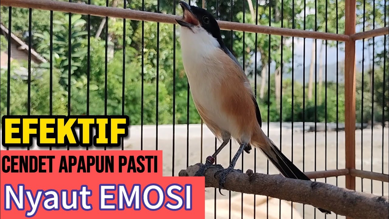 Cendet Gacor FULL ISIAN Buat Pancingan Cendet Agar Bunyi Jadikan Burung ...
