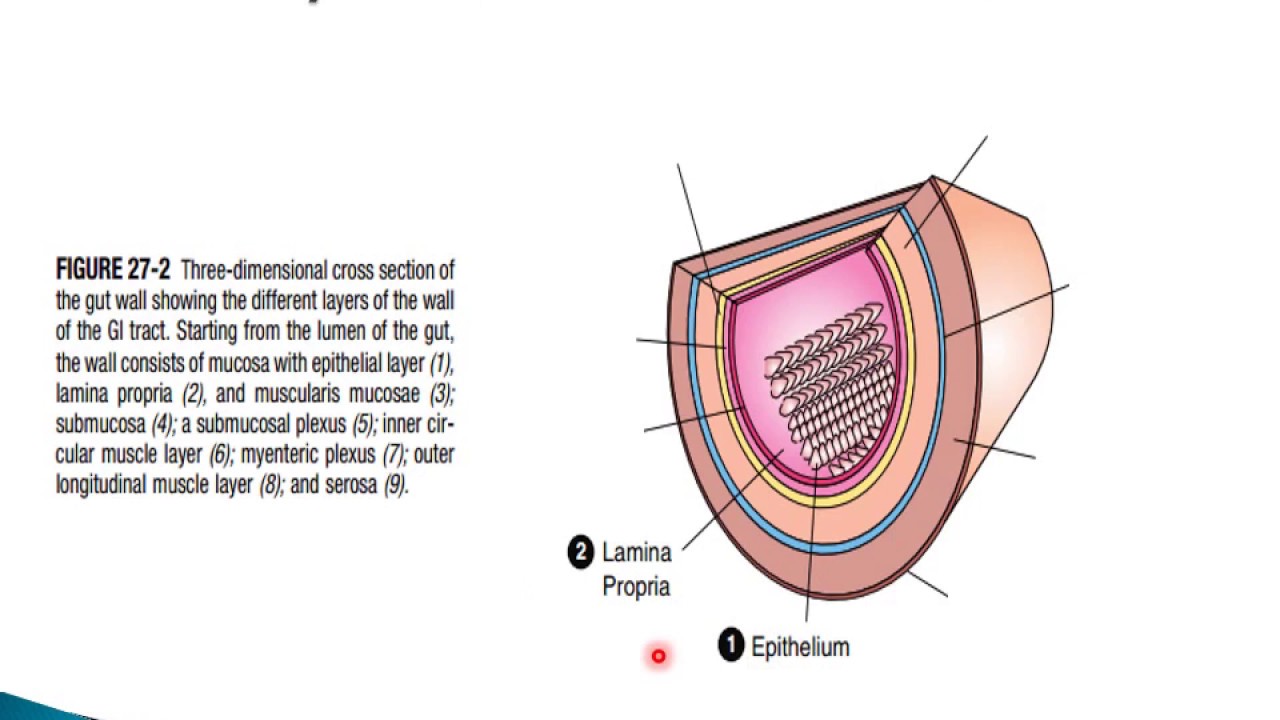 GIT Lecture 2 GIT wall and ENS Rec - YouTube