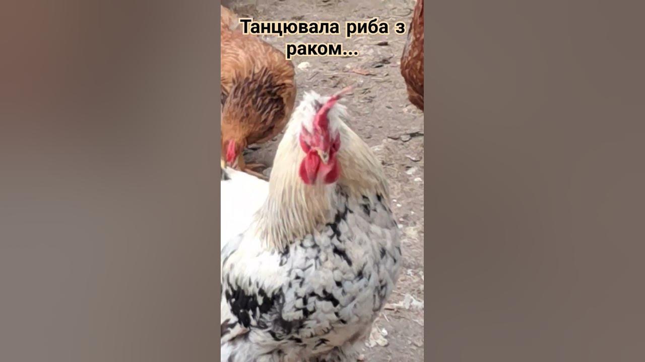 Танцювала риба з раком Youtube