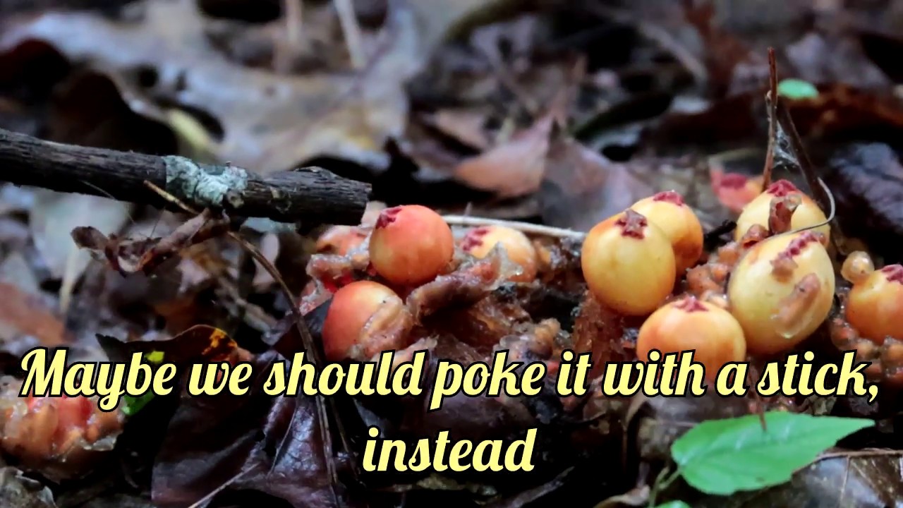 Calostoma Cinnabarinum aka Hot Lips - YouTube