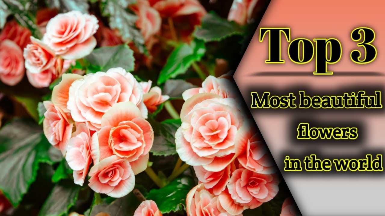 Most beautiful flowers in the world 🌍/top flowers in the world 😍 - YouTube