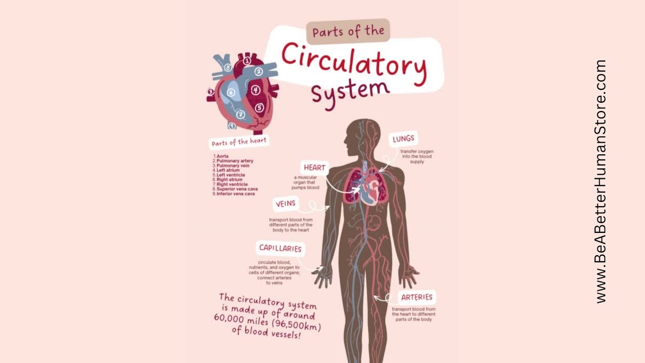 Parts of the Circulatory System in Human Body and their Functions ...