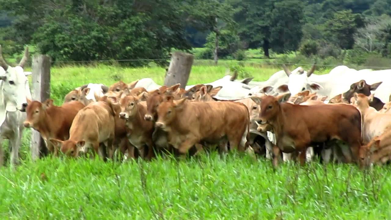 RG Genética - Bezerros 1/2 sangue Red Angus (IATF) - YouTube