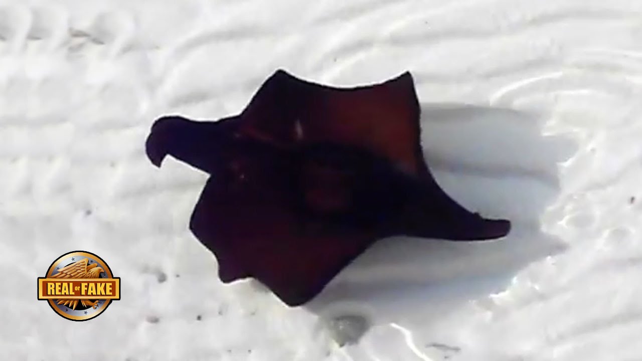 A BATMAN FISH? real or fake? - YouTube