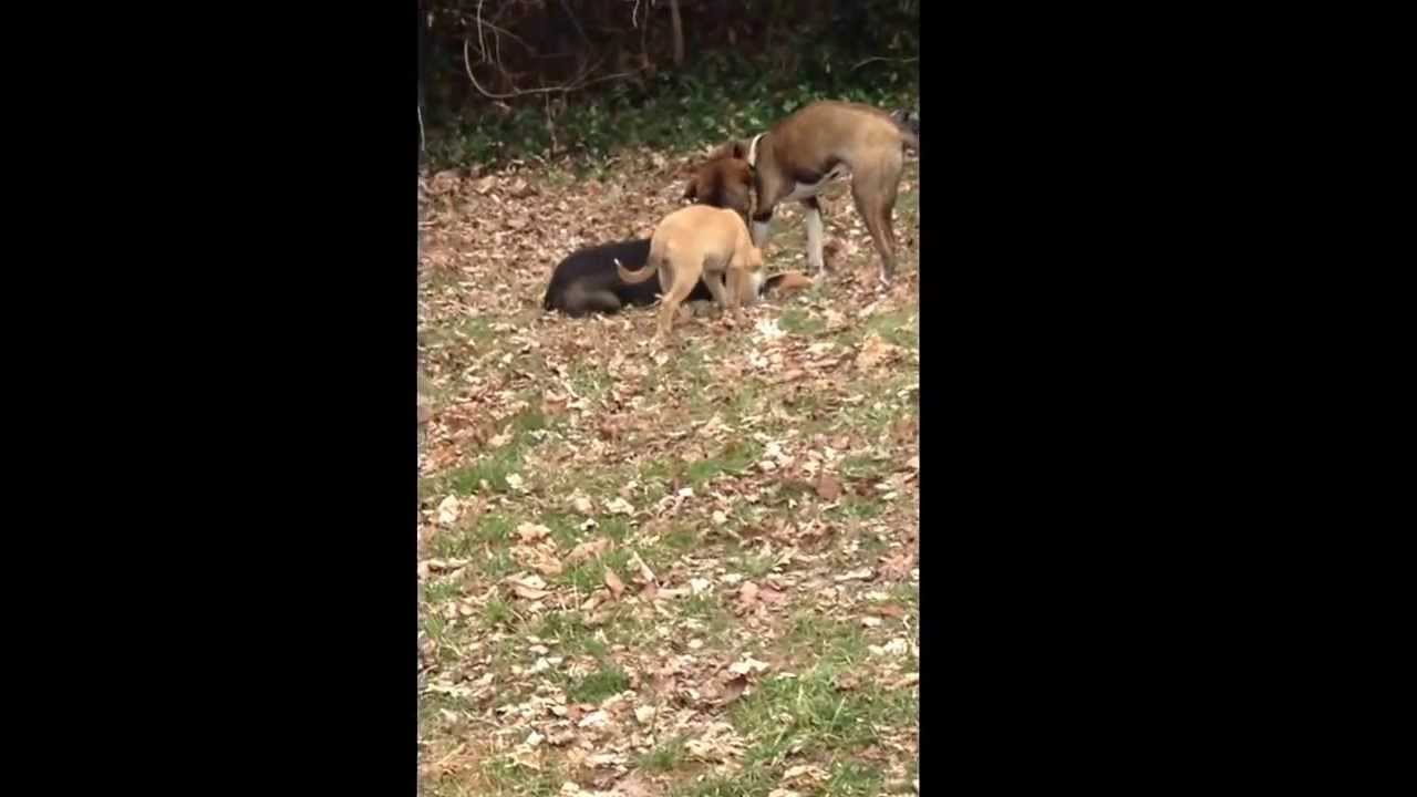 DOG FIGHT !! ( over a bone smaller then your finger) !! Like/subscribe ...